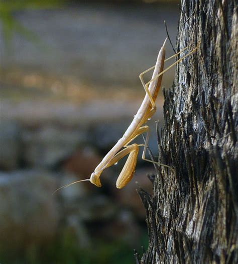 Stick Insects Phasmatodea The Mallorca Photo Blog