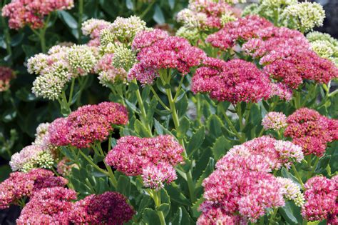 Sedum How To Plant Grow And Care For Sedum Plants The Old Farmer S