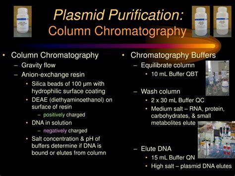 Ppt Fluorescent Proteins And Plasmid Purification For Optical