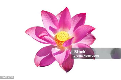 흰색 배경에 고립 된 연꽃 연꽃에만 집중하십시오 햇빛에 연꽃의 사진 파일에는 쉽게 작동할 수 있도록 클리핑 경로가 포함되어 있습니다 0명에 대한 스톡 사진 및 기타 이미지