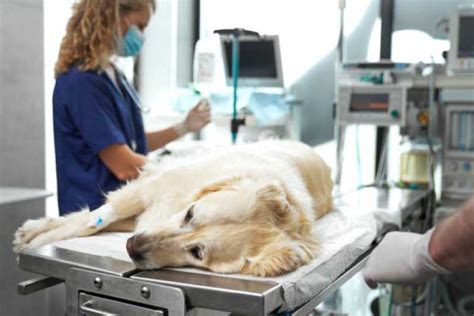 Hospital Veterinário De Cães E Gatos Ipet Hospital Veterinário 24h
