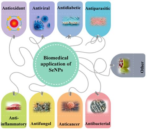Selenium Nanoparticles Green Synthesis And Biomedical Application Pmc