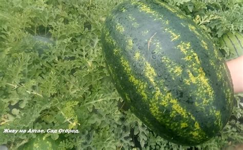 Так какую же плёнку использовать для выращивания Арбузов на грядке ...