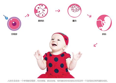 干细胞科普
