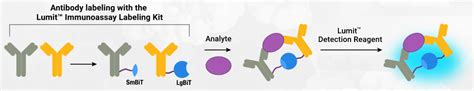 Immunoassay Research With Lumit™ Get Quote Rfq Price Or Buy