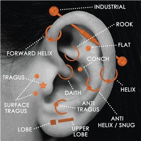 Ear Piercing Chart Poster By Jarrod Vandenberg Displate 51 OFF