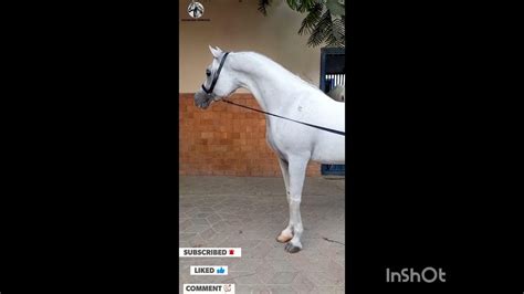 کیا بات ہے گھوڑے کی🐴🐴🐴🐴🐴🐴 Youtube