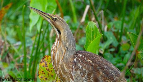 American Bittern Explanation