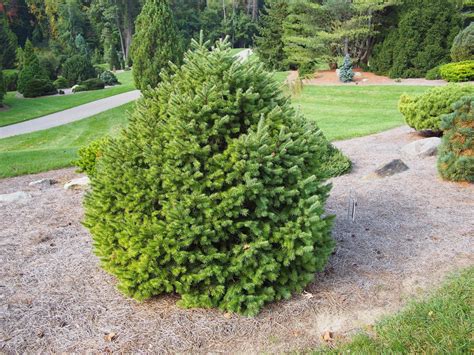Douglas Fir Information Learn About Growing Douglas Firs