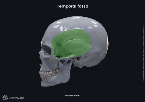 Temporal Fossa Anatomyapp