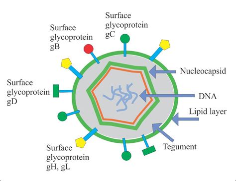 TORCH Profile Part 3 Herpes Simplex Herpesvirus Type 1 And Type 2