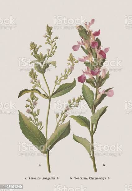 가을 꽃 Chromolithograph 1886 년에 출판 19세기에 대한 스톡 벡터 아트 및 기타 이미지 Istock