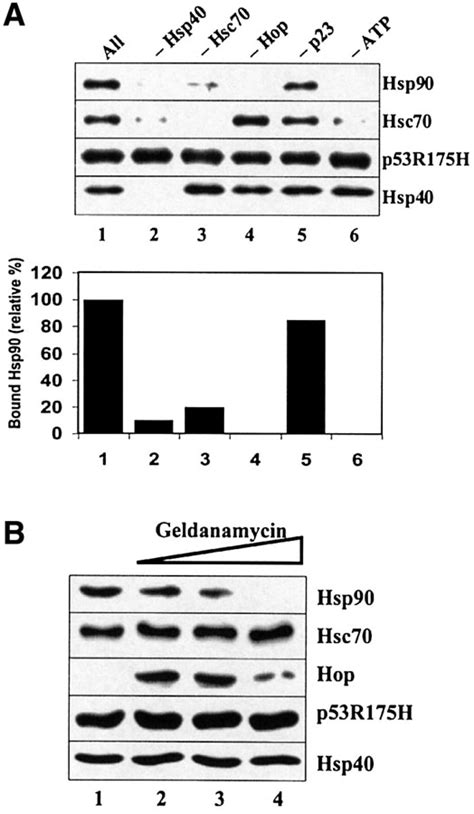 Co‐chaperones Bag‐1, Hop and Hsp40 regulate Hsc70 and Hsp90 ...