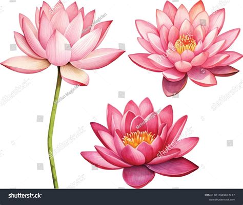 Indian Lotus Flower Design Buy Indian Lotus Flower With Hamsa Design