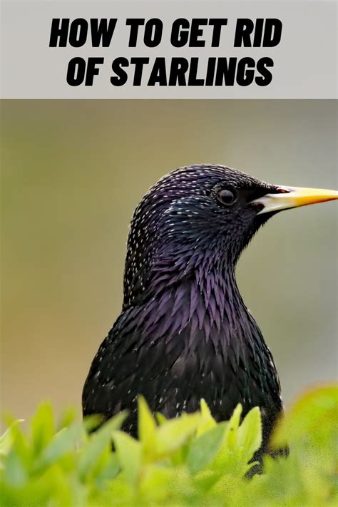 How To Get Rid Of Starlings Easy And Harmless Ways