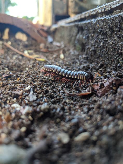 Polypod By Ninathewolfe On Deviantart