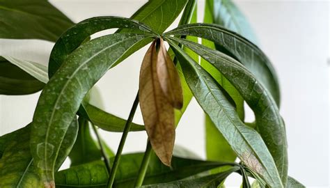 Money Tree Leaves Turning Brown 8 Causes And Easy Fix Simplify Plants
