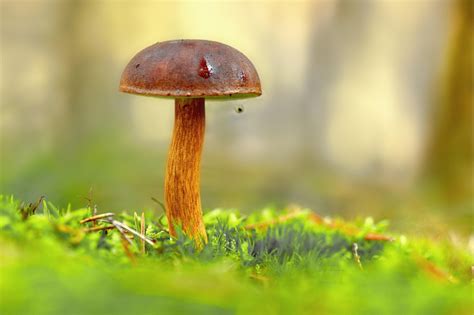 Boletus Boletus Xerocomus Badius Pixabay의 무료 사진 Pixabay
