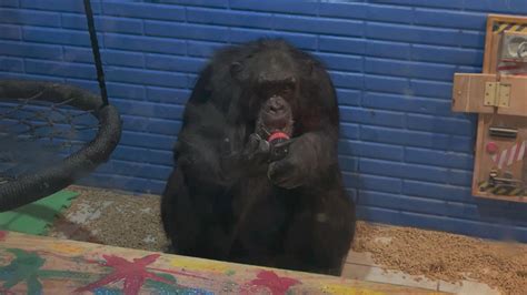 Chimp Crazy Ep 3 Head Shot Official Website For The Hbo Series