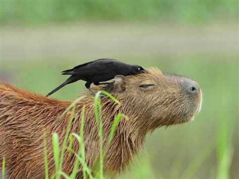 Capybara The Worlds Largest Rodent