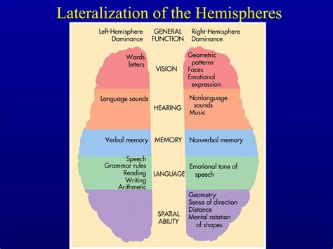 Cerebral Cortex In Human Brain Ppt