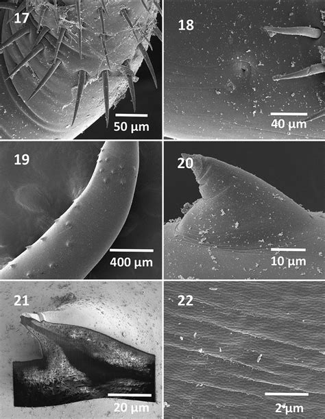 Sem Of Specimens From Sarda Orientalis Collected Off The Southern Download Scientific Diagram