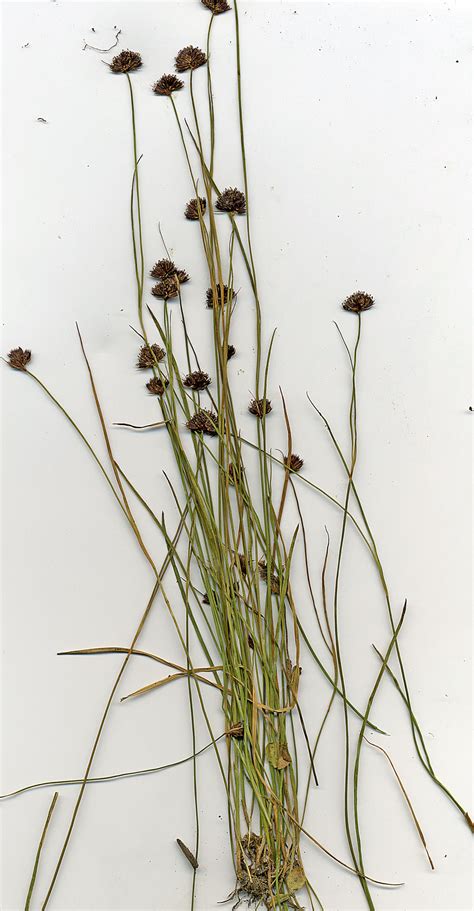 Juncus