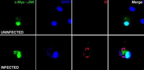 Phospho Jnk Localization During Vacv Infection Bsc 40 Cells Were