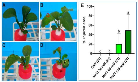Figure 1 From Salt Affected Rocket Plants As A Possible Source Of