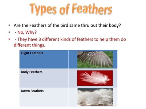 Birds Claws And Feathers Pptx Birdwatching Hobbies And Interests