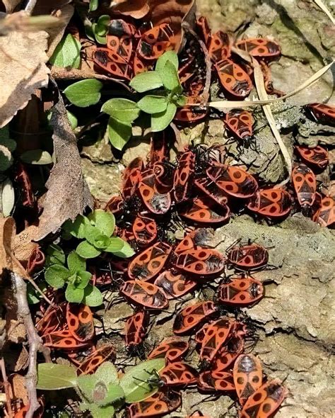 Hey What Are These Bugs Called Ive Seen Them A Lot But Never Knew