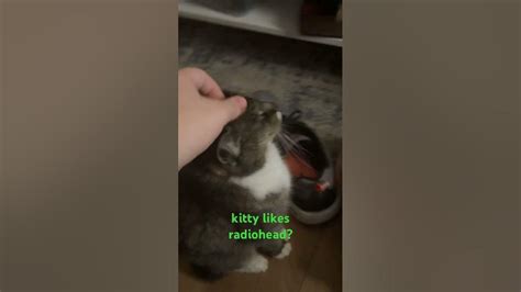 Kitty Likes Radiohead Youtube