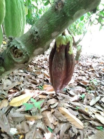 Cocoa Diseases Dataset Ninja