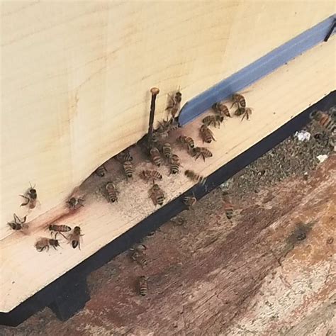 Bee Detection Real Object Detection Dataset And Pre Trained Model By Jong