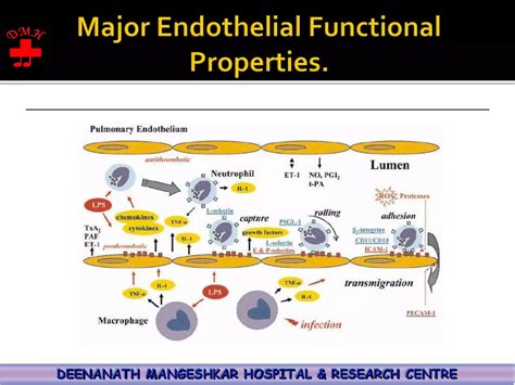 Ards Patho Physiology 1pptx