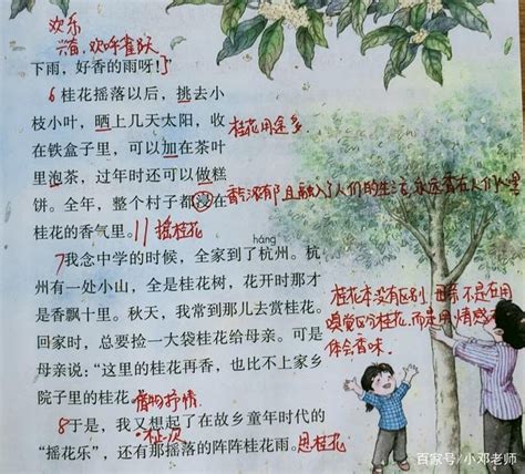 桂花雨课文原文 图库 五毛网