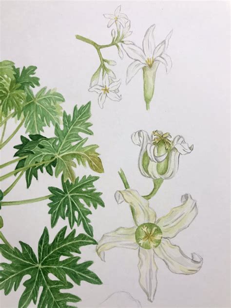 Papaya Flower Anatomy