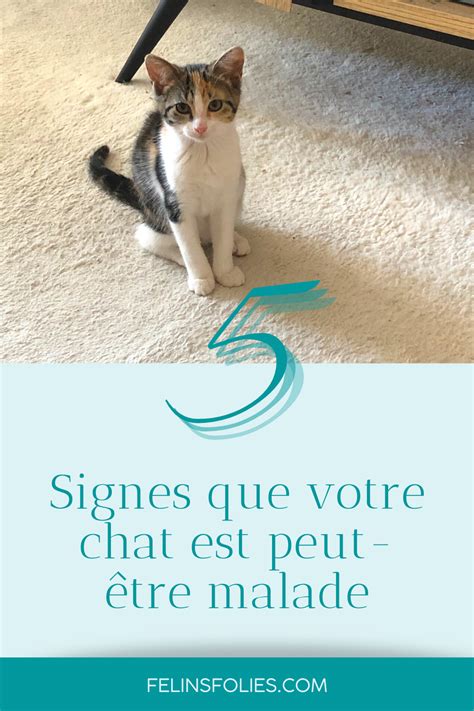 Comment savoir si mon chat est malade 5 signes FélinsFolies