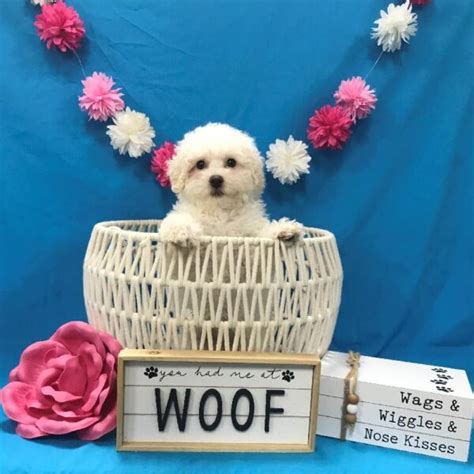 Poodle Puppy Cream Id4029 Located At Petland Memphis Tn