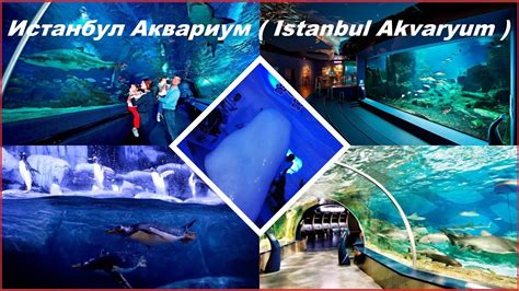 На разходка в Турция Истанбул Aквариум Istanbul Akvaryum Youtube