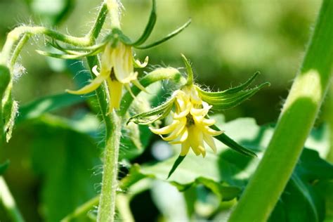 9 Reasons For Tomato Leaves Turning Brown And How To Fix It Geeky