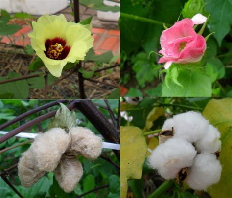 왼쪽은 일본 목화꽃과 솜 오른쪽은 한국 목화꽃과 솜 오마이포토