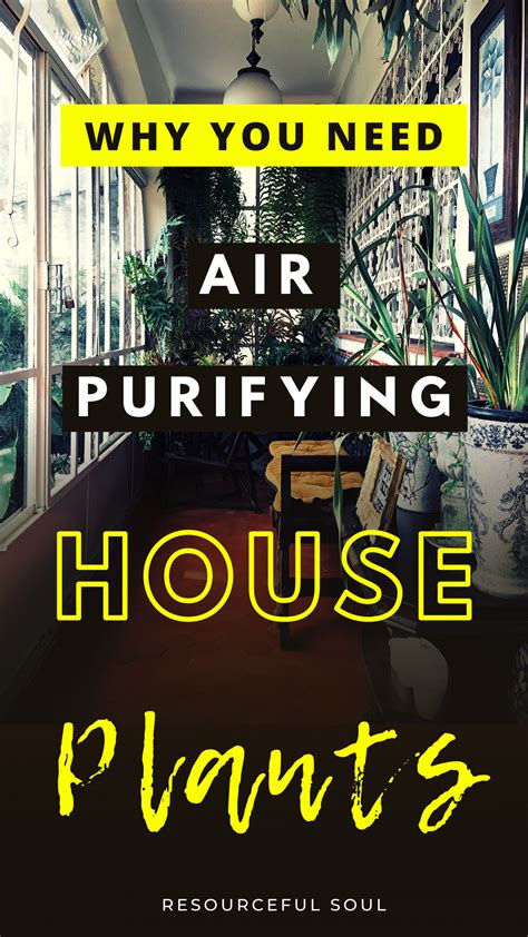 Air Purifying House Plants Artofit