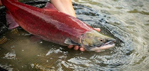 Bc Sockeye Dna Project Enters Exciting New Phase Wild Salmon Center