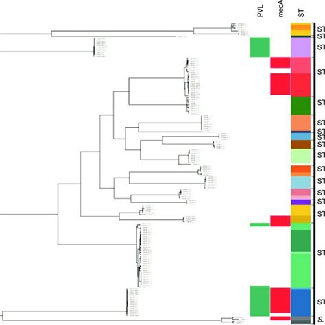 Staphylococcus Aureus Sequence Types Sts Recovered From Carriage And Download Scientific