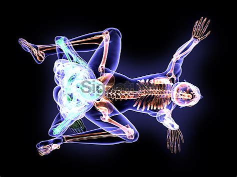 X Ray Sex and Bones 472216731 게티이미지뱅크