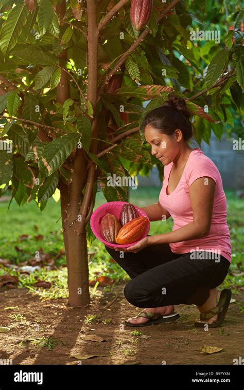 Cacao Tree In Farm With Fruit Pods Woman Picking Up Cocoa Pods Stock