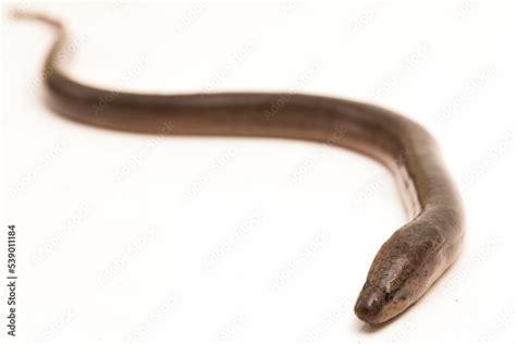 Asian Swamp Eel Monopterus Albus Isolated On White Background Stock