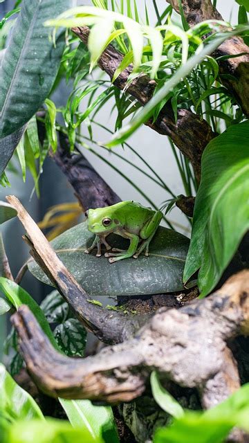 Frog Toad Amphibian Free Photo On Pixabay Pixabay