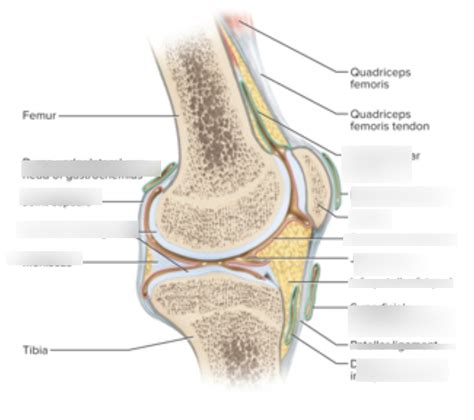 Knee Diagram Quizlet